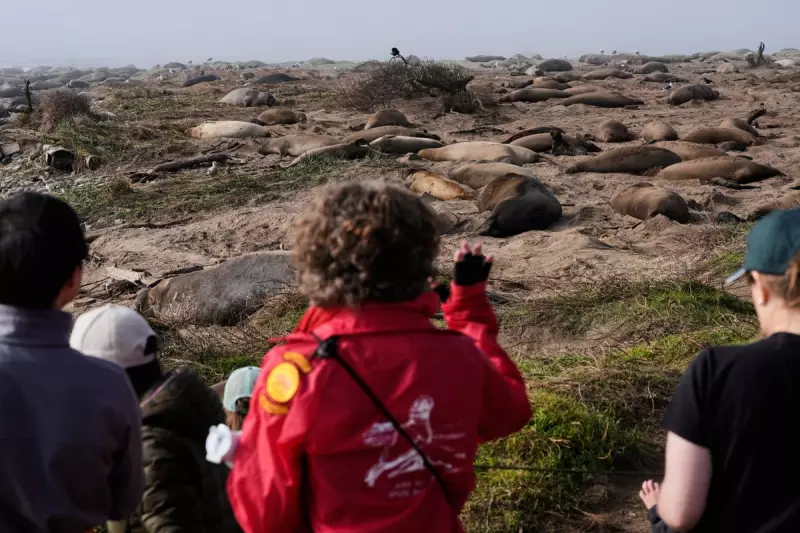 10,000 Elephant Seals Return to Año Nuevo for Winter Breeding Spectacle ...