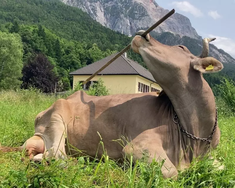 Austrian Cow Veronika's Tool Use Forces Rethink of Bovine Intelligence ...