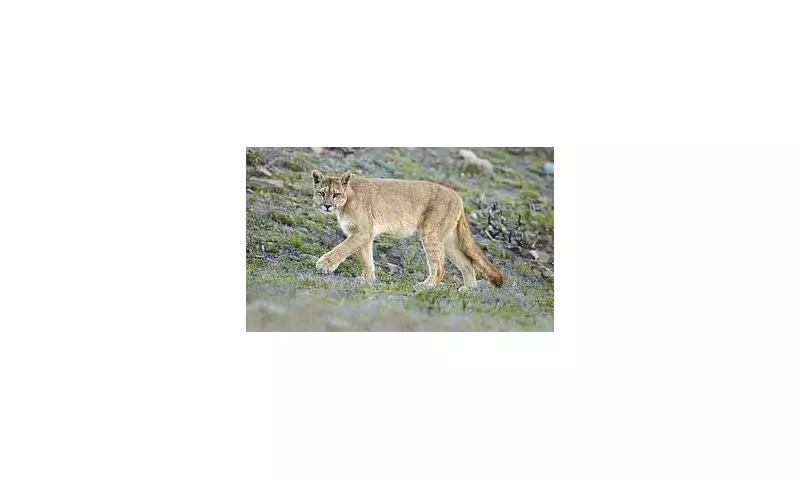 Colorado Mountain Lion Attack: Hikers Find Mauled Woman, Wildlife ...