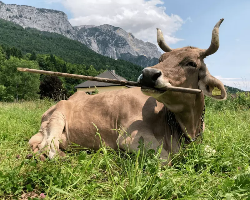 Cow's Tool Use Challenges Human Uniqueness: Veronika's Broom Scratching ...