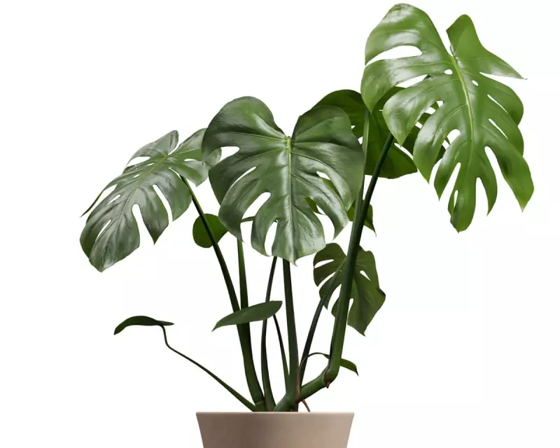 Houseplant First Aid: How Straw Splints and Cinnamon Can Mend Minor ...