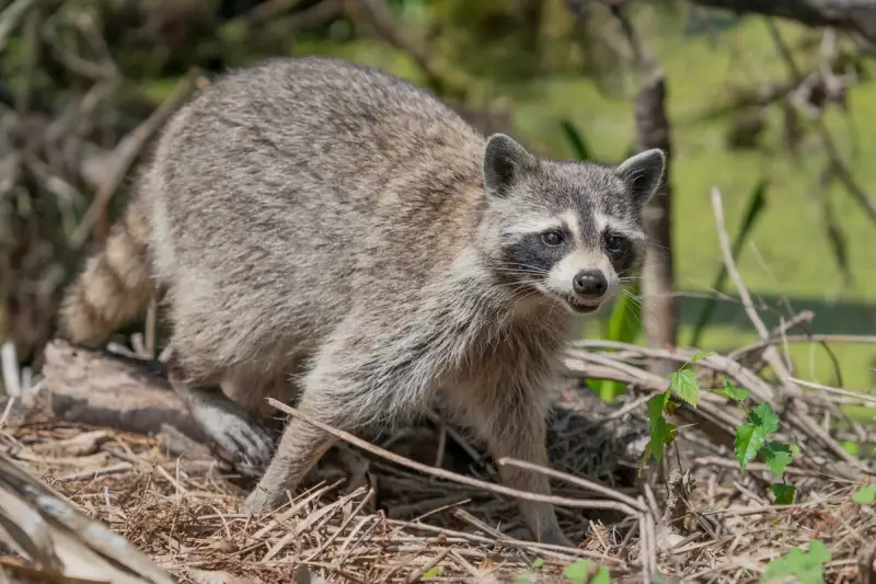 Raccoon Brains: What a Drunken Bandit Reveals About Human Intelligence ...