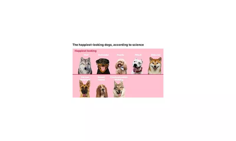 Science Reveals the UK's Happiest-Looking Dog Breeds: German Shepherds ...