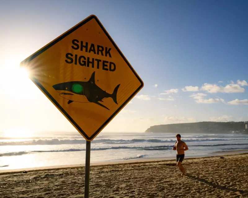 Sydney's Shark Attack Crisis: Four Incidents in 48 Hours Spark Beach ...