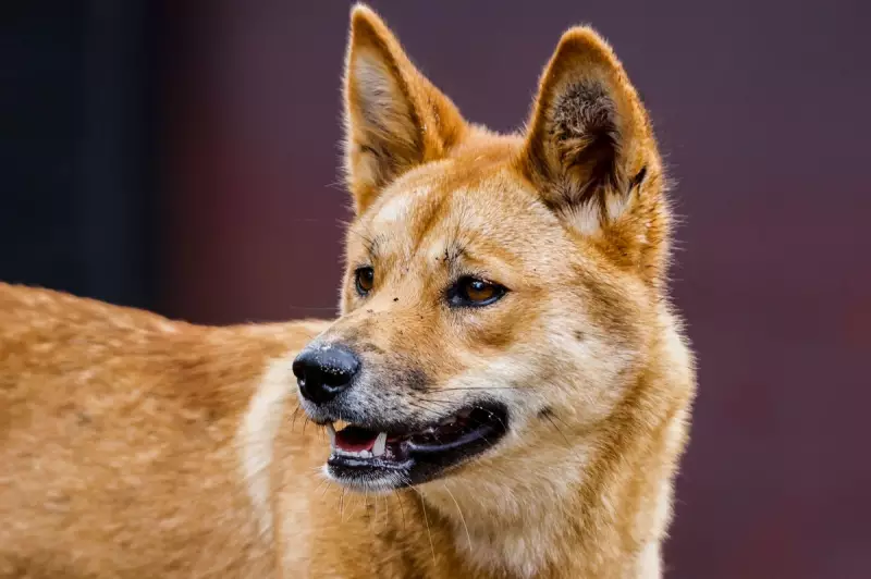 Traditional Owners Outraged as Queensland Culls Dingo Pack After ...