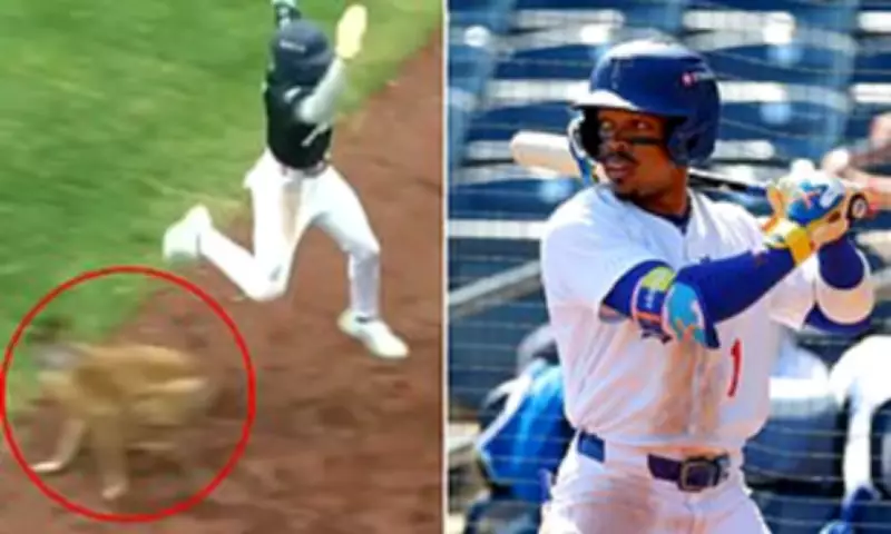 Dodgers Prospect Kendall George Injured in Freak Bat Dog Collision ...