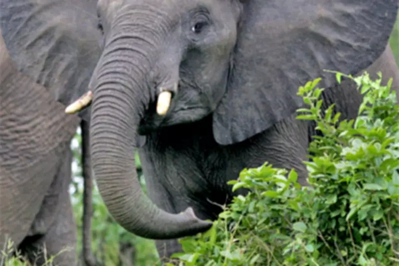 Happy the Elephant Dies at Bronx Zoo After Landmark Rights Case ...