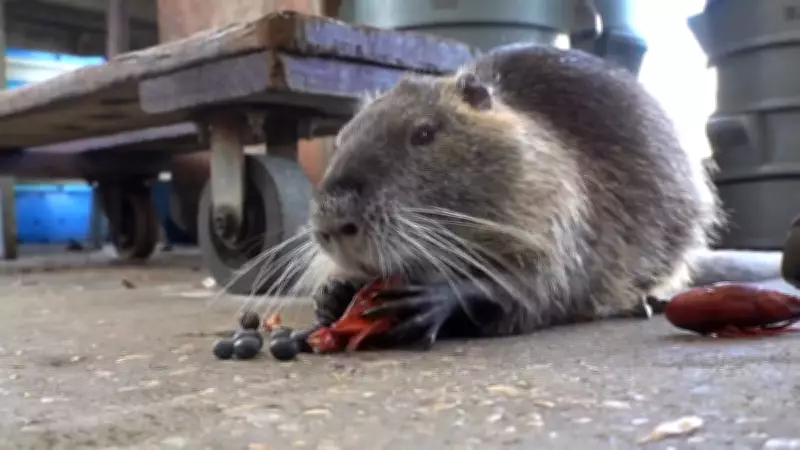 Neuty the Nutria, Viral Pet Rodent Who Fought State to Stay Home, Dies ...