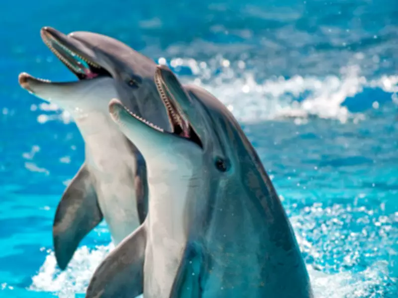 Bank of England Reveals Animals for New Banknotes in Public Vote ...