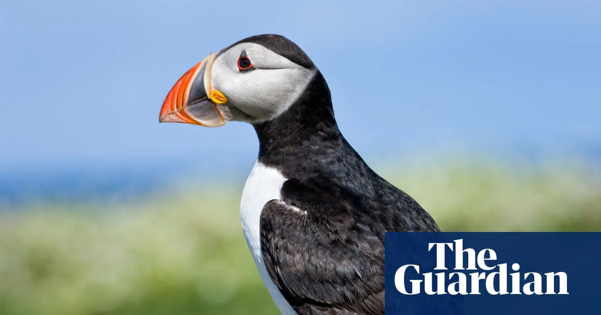 UK Banknotes to Feature British Wildlife: Dolphins, Foxes, and More ...